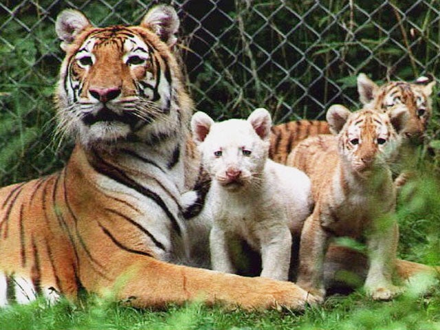 Rare albino animals