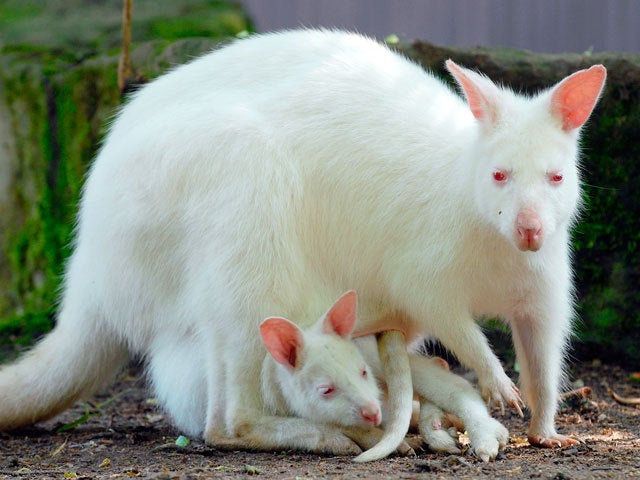 Rare albino animals