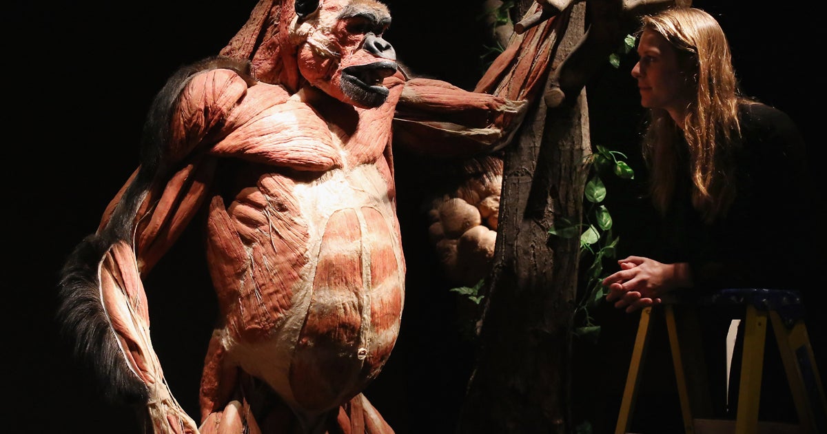 "Animals Inside Out" unveiled in London