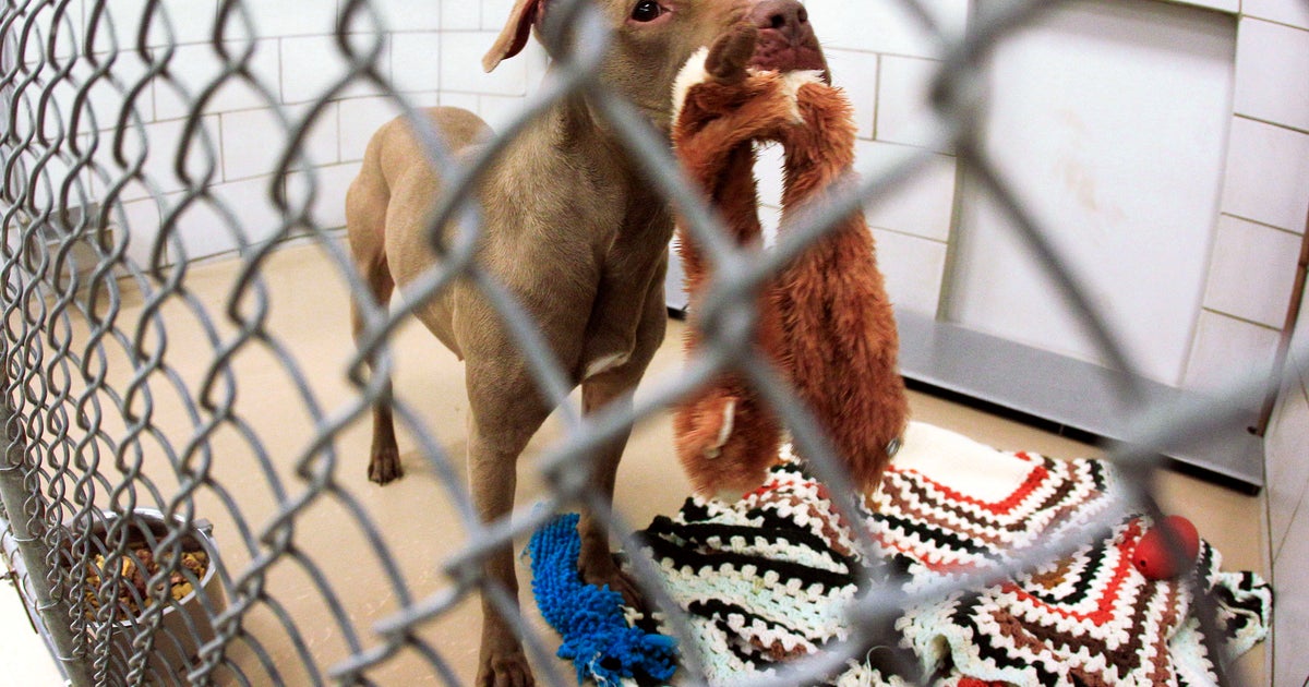 Judge gives Tenn. dog on death row a reprieve - CBS News