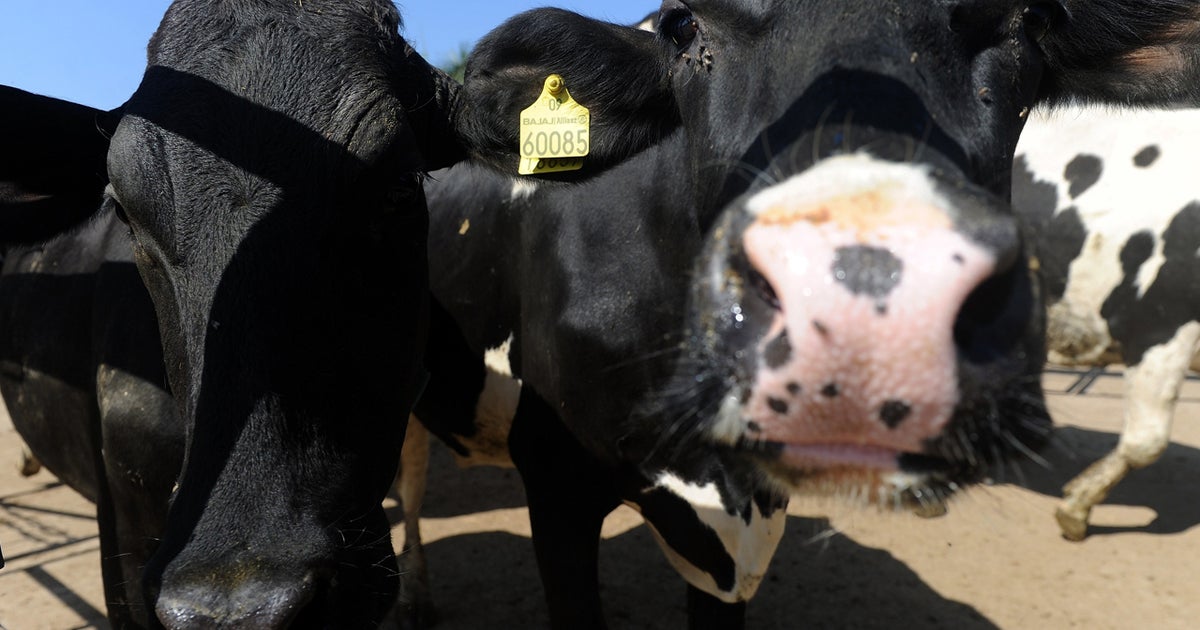Worried about mad cow? Other foodborne illnesses a bigger threat - CBS News