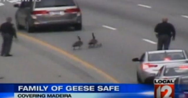 Why did the geese cross the road? To get their picture on Crimesider ...