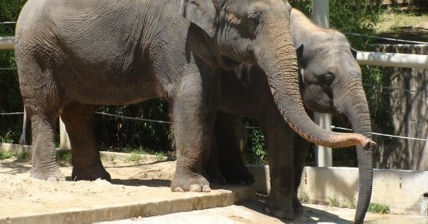 Elephant plays harmonica at National Zoo - CBS News