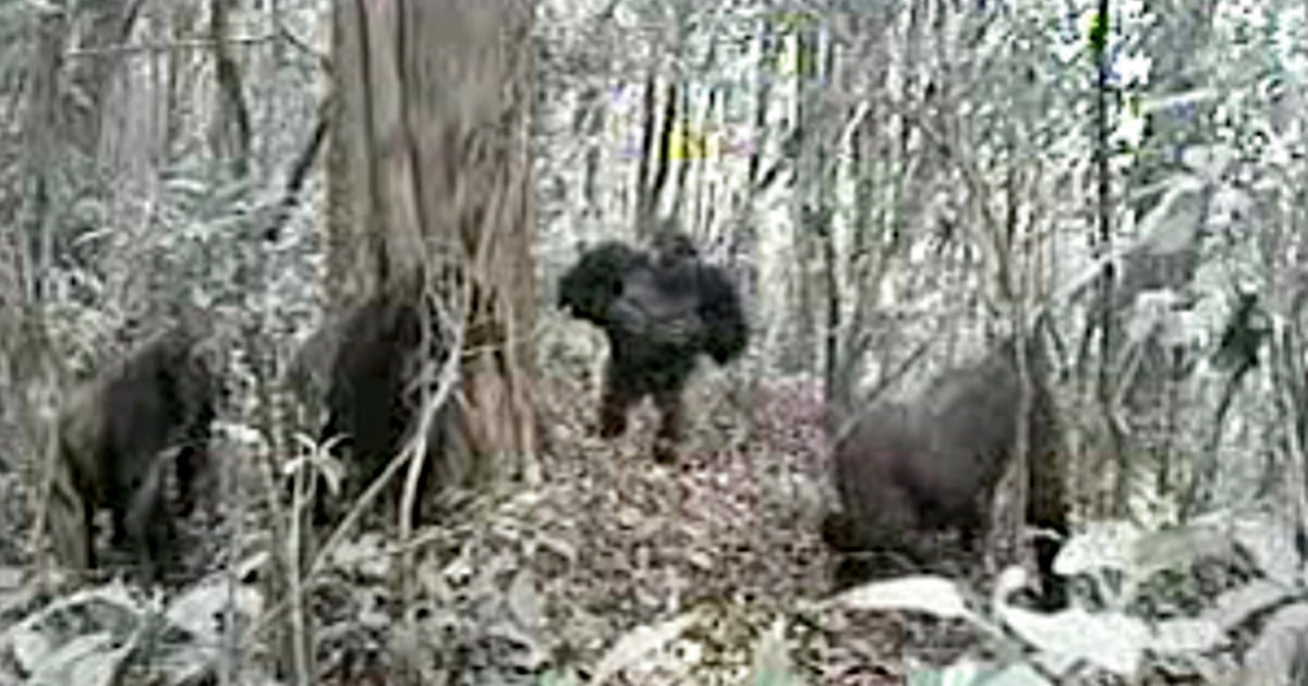 Video: World's rarest gorilla caught on tape - CBS News