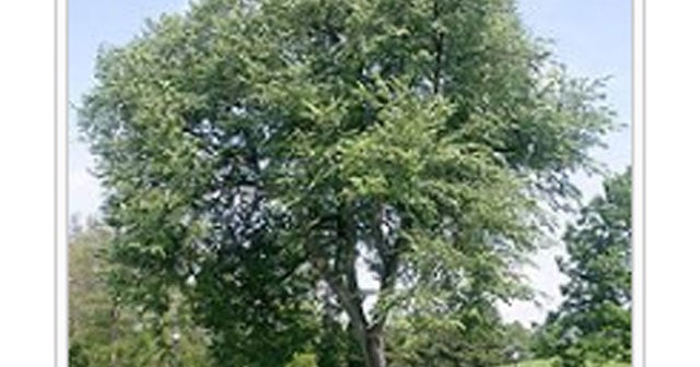 Elm tree bark, 300 lbs., stolen for herbal remedies, say Ky. cops - CBS ...