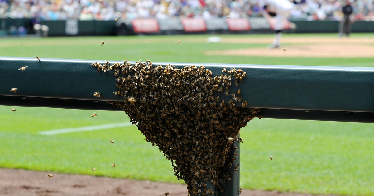 Swarm of bees invade Rockies-Diamondbacks game - CBS News