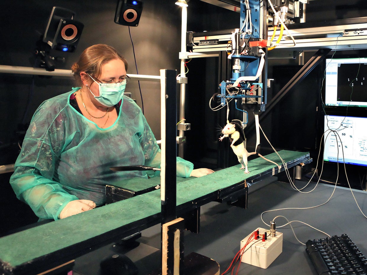 Injured rats walk thanks to spinal nerve stimulation