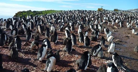 "Degenerate" penguins' behavior shocked 1910 polar explorer - CBS News