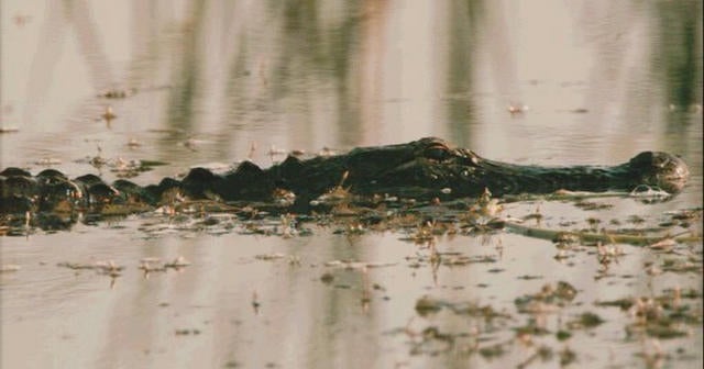 Alligator bites off airboat captain's hand in Fla. - CBS News