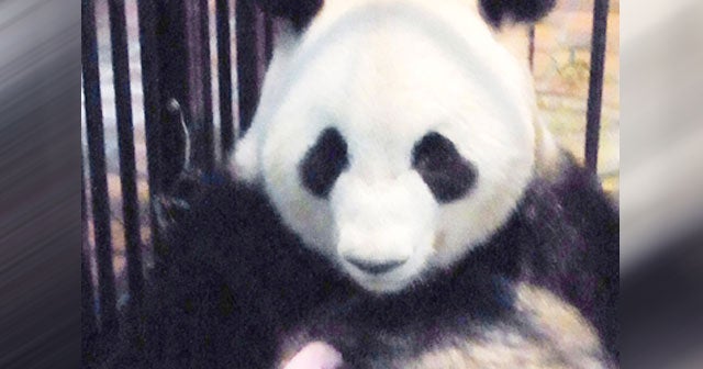 First panda born at Tokyo zoo since 1988