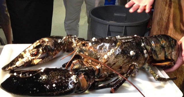 Lobster monster finds home at Boston aquarium - CBS News