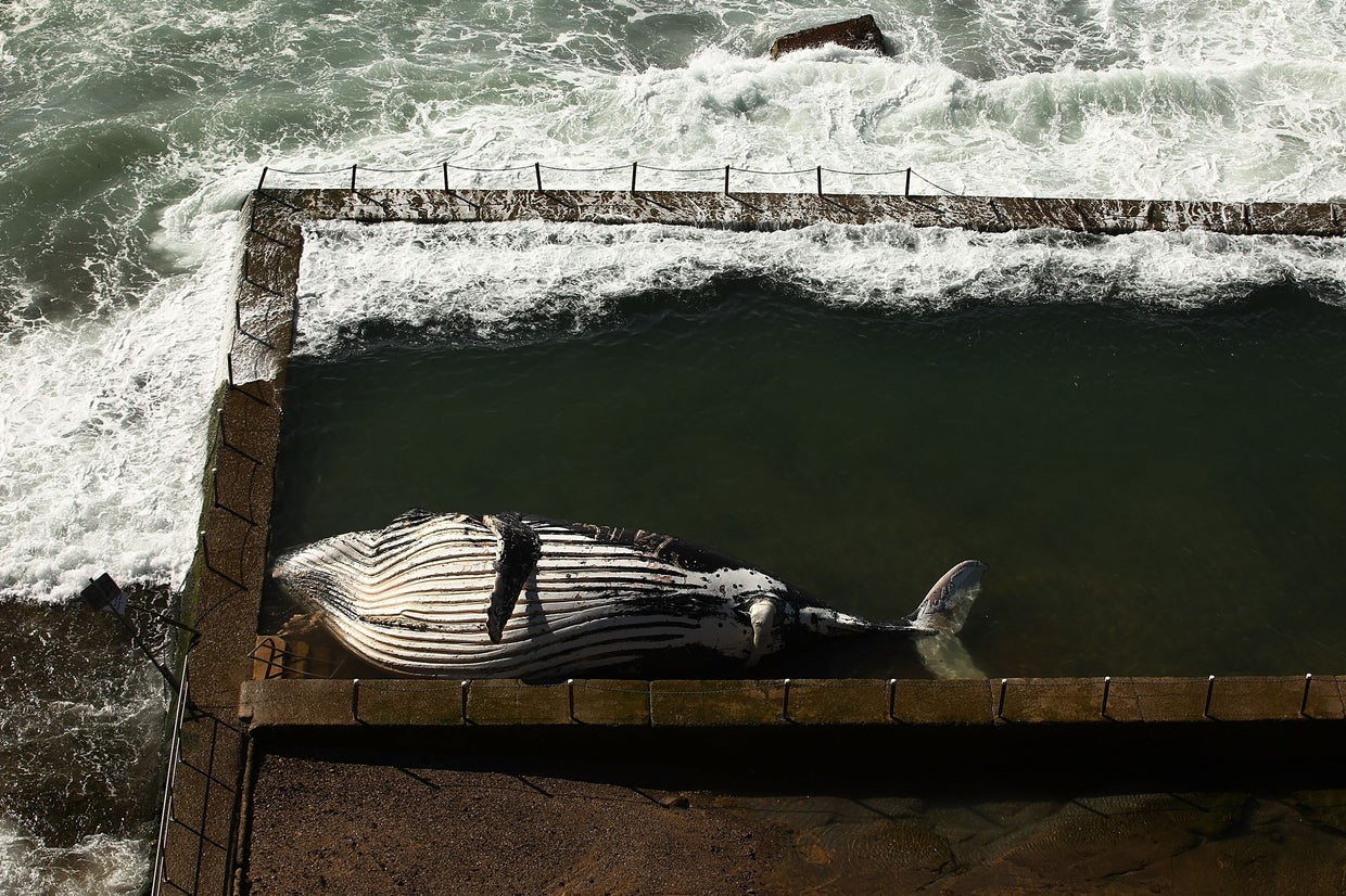 Humpback whale washes up on Sydney beach