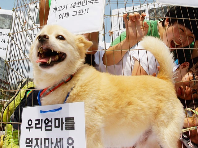 Anti-dog meat protest held in South Korea