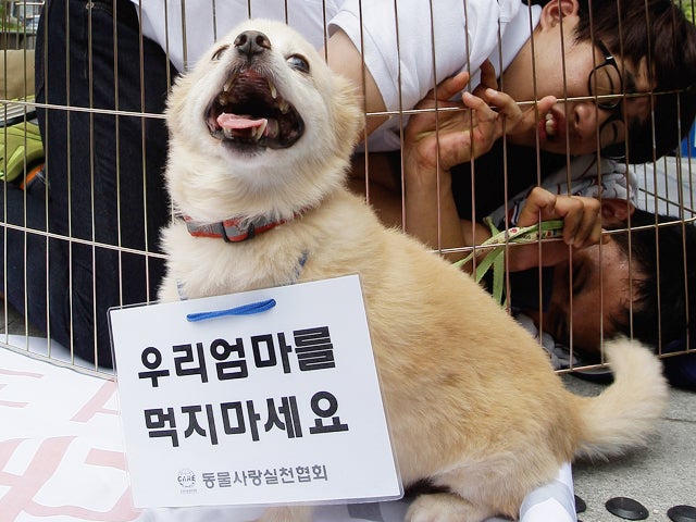 Anti-dog meat protest held in South Korea