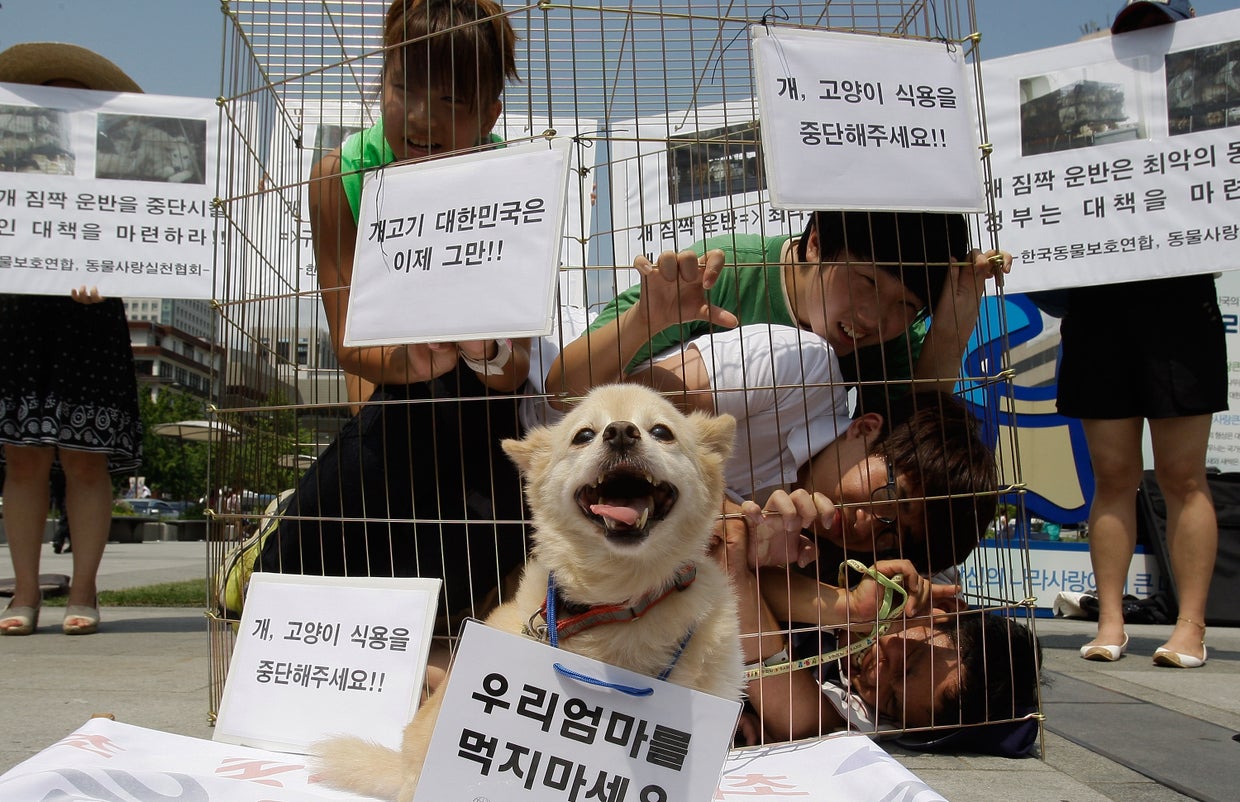 Anti-dog meat protest held in South Korea