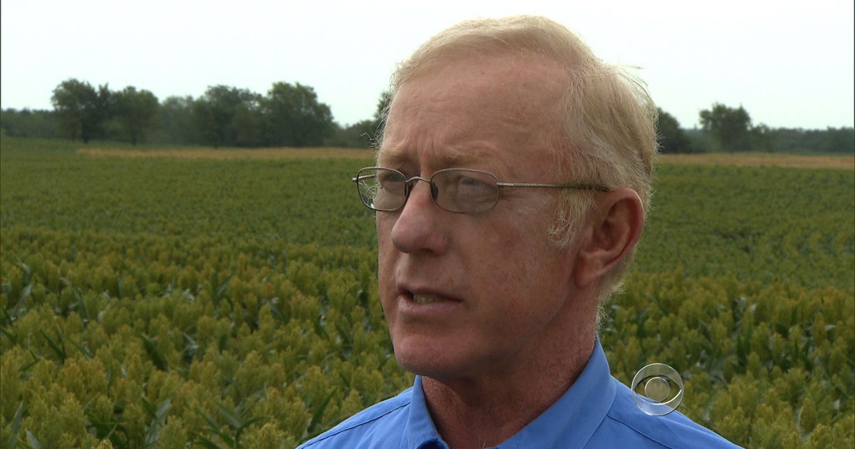 As corn withers, farmers turn to drought-friendly sorghum - CBS News