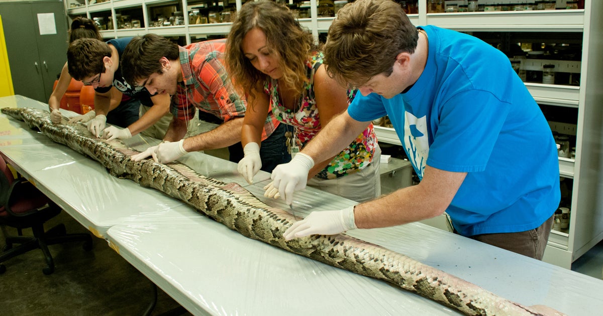 Record 164-pound, 17.5-foot python caught in Florida - CBS News