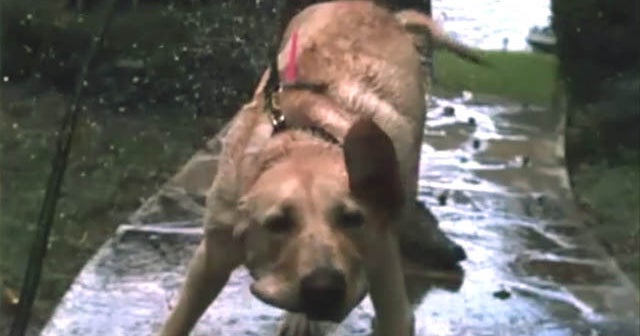 Video: Science shows how wet dogs get dry - CBS News