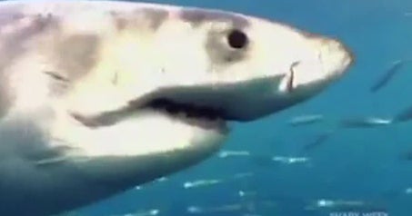 "Bite of the Great White!" turns Shark Week media into a musical ...