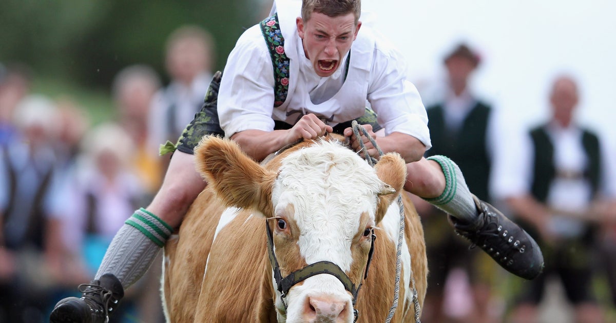 Bavarian Ox Racing Championships