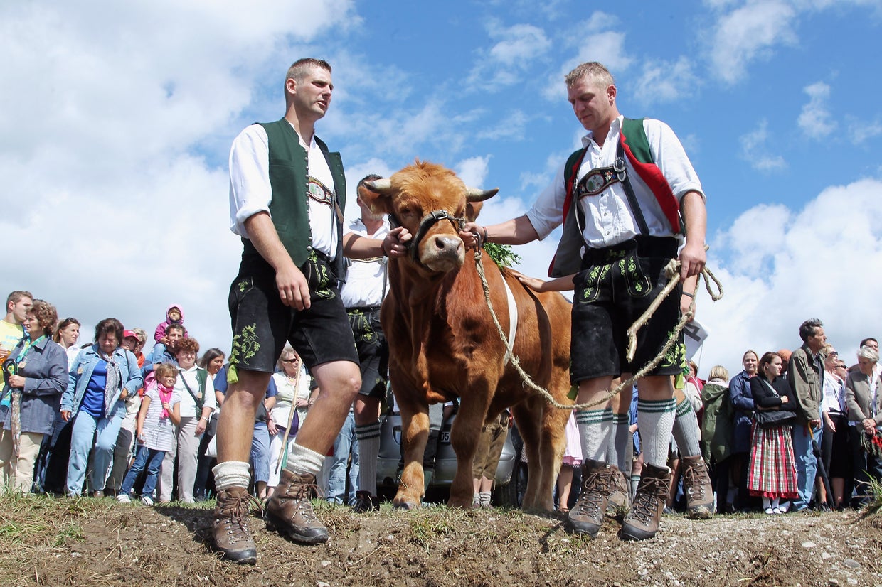 Bavarian Ox Racing Championships