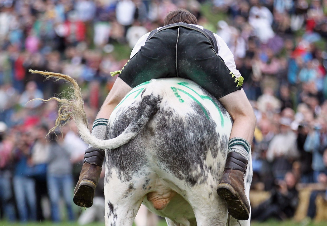 Bavarian Ox Racing Championships
