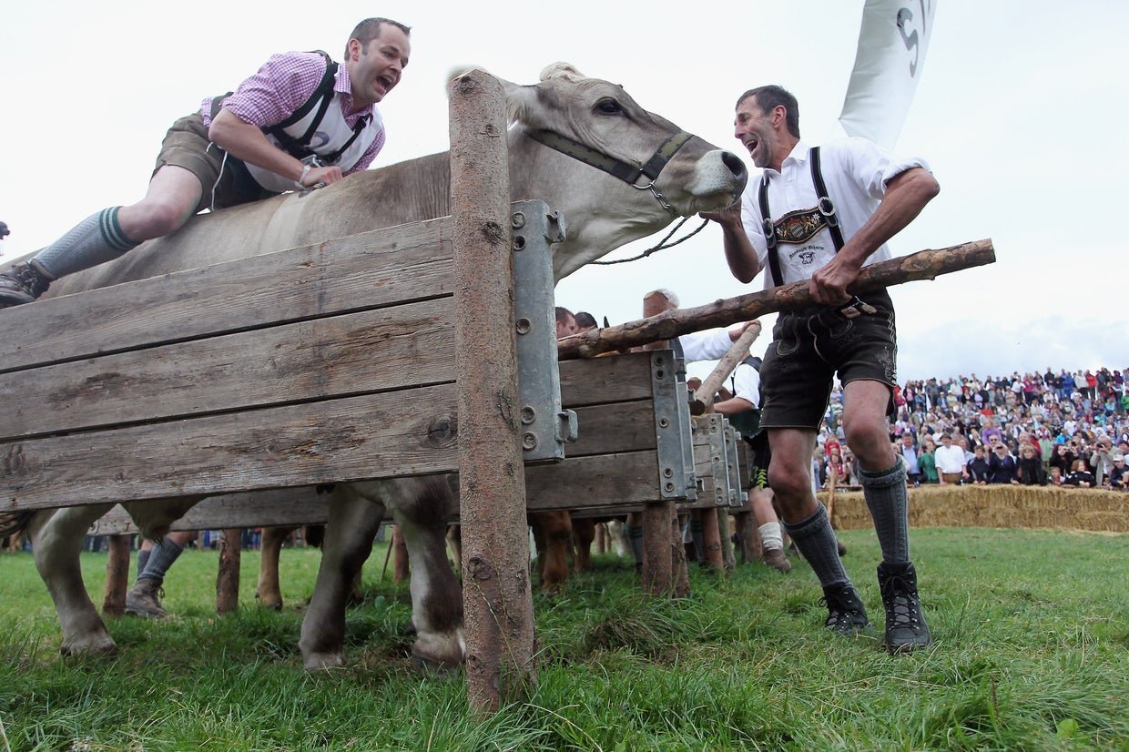 Bavarian Ox Racing Championships
