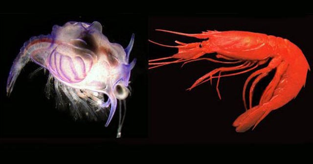 200-year-old "Monster larva" mystery solved - CBS News