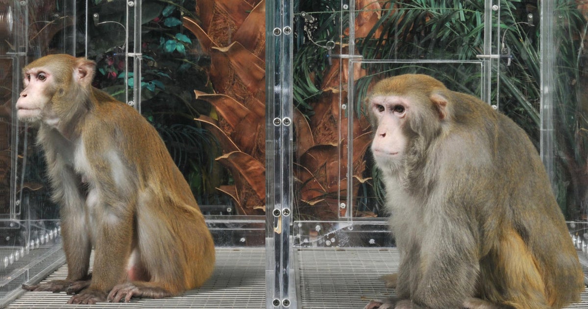 Calorie-restricted diet doesn't help monkeys live longer, study shows ...