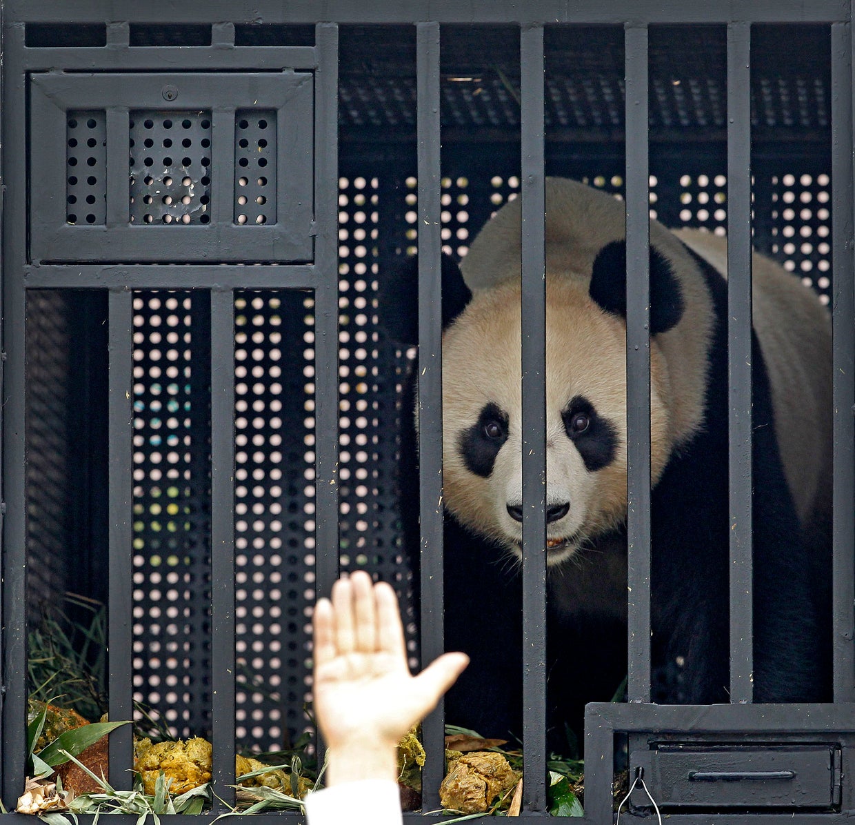 Pandas start their journey in Singapore