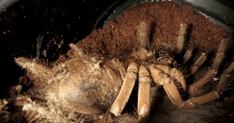 Watch a fascinating time-lapse video of a tarantula molting (unless you ...