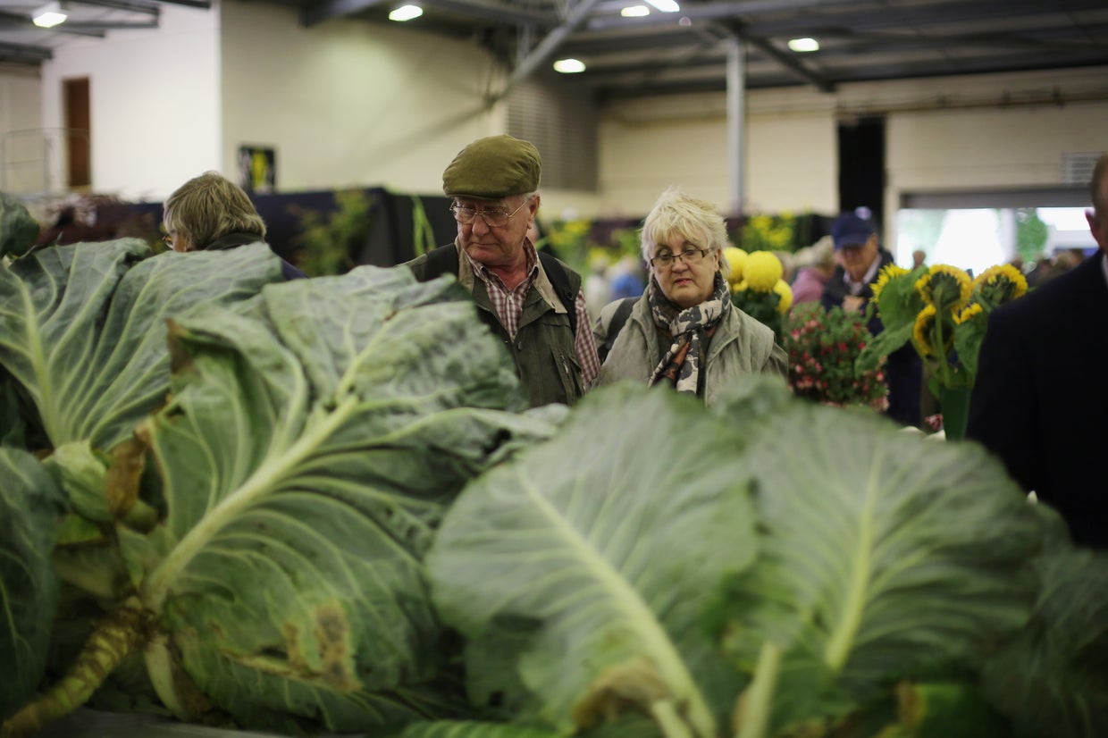 Giant vegetables from UK festival
