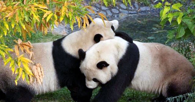 National Zoo panda cub died of lung, liver damage - CBS News