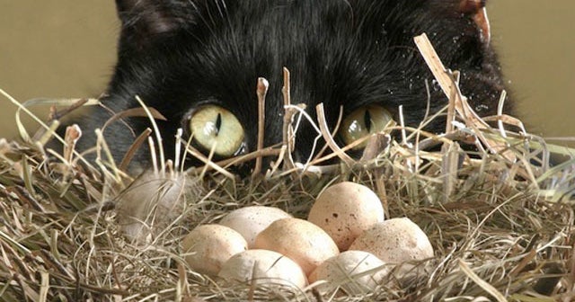 Alien mammals on the rise, threatening native species - CBS News