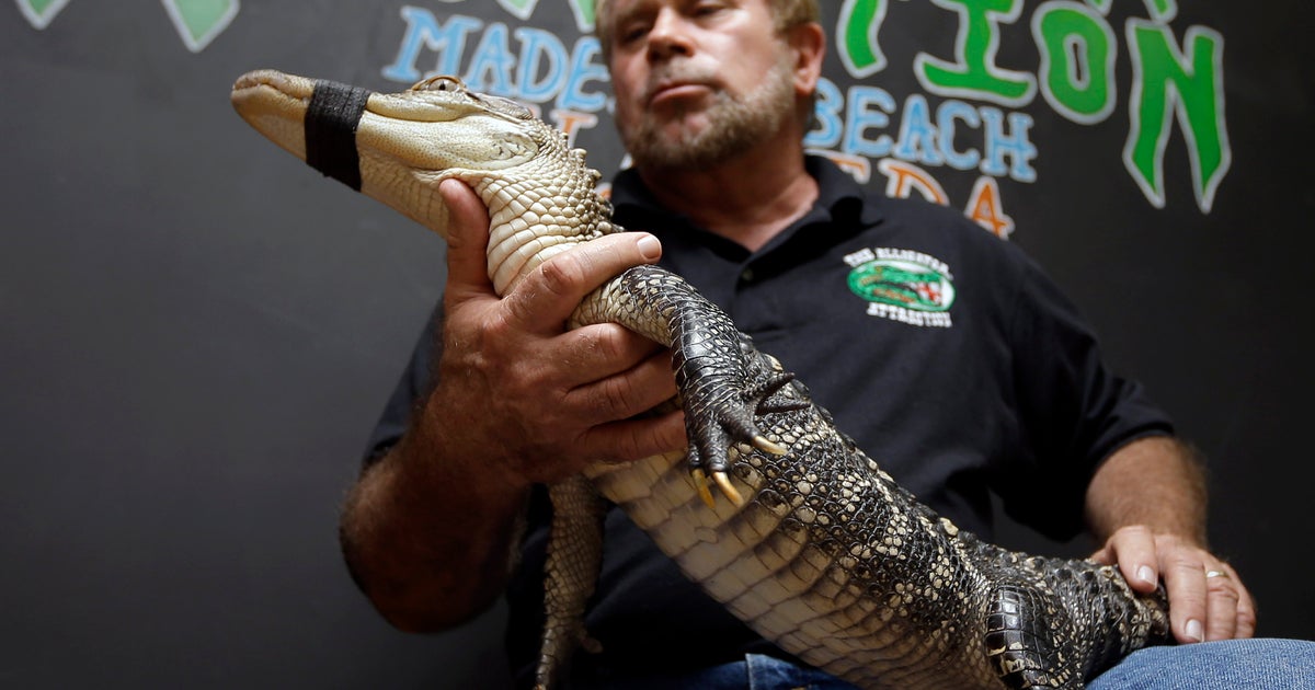 Florida man offers alligators to swim at parties - CBS News