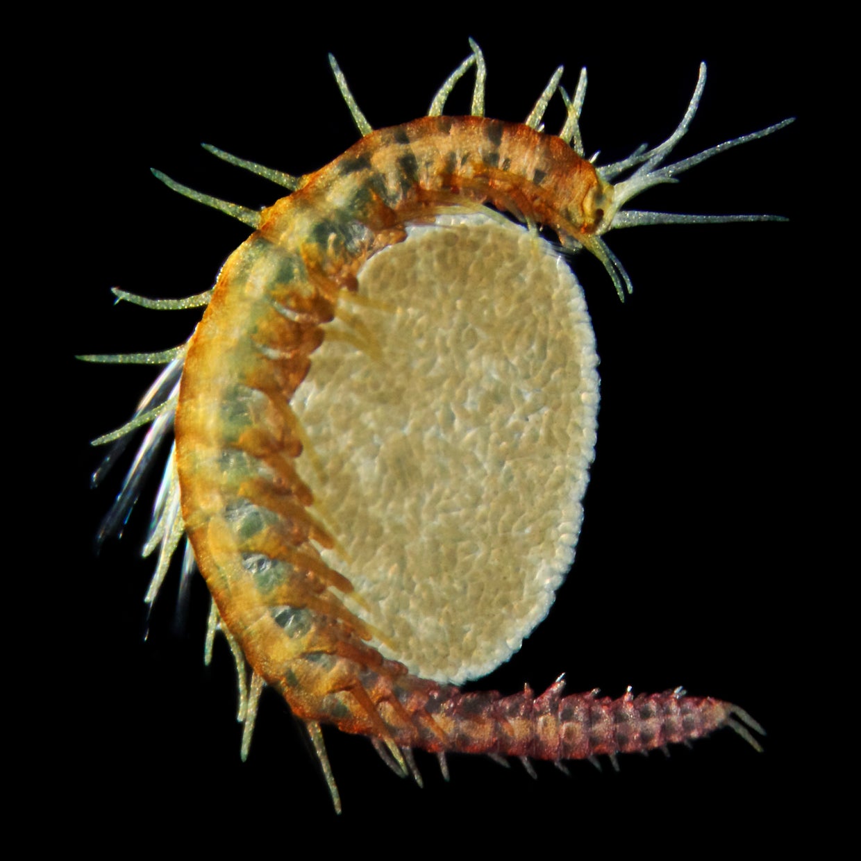 New species of plankton discovered