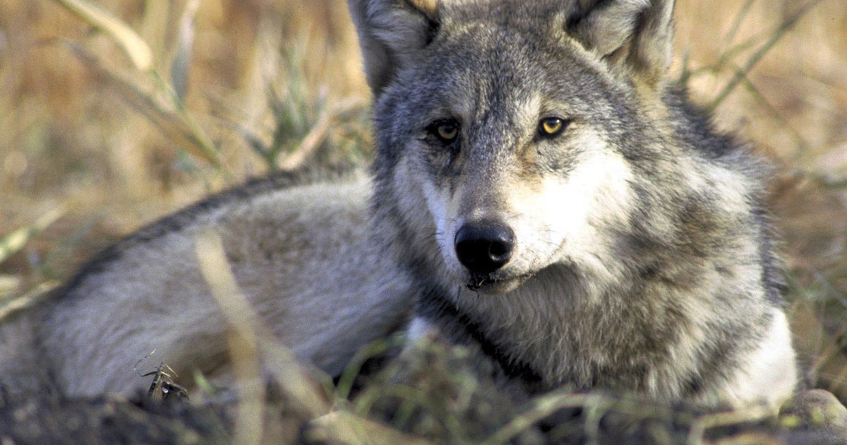 Teen survives first confirmed wolf attack in Minn. - CBS News