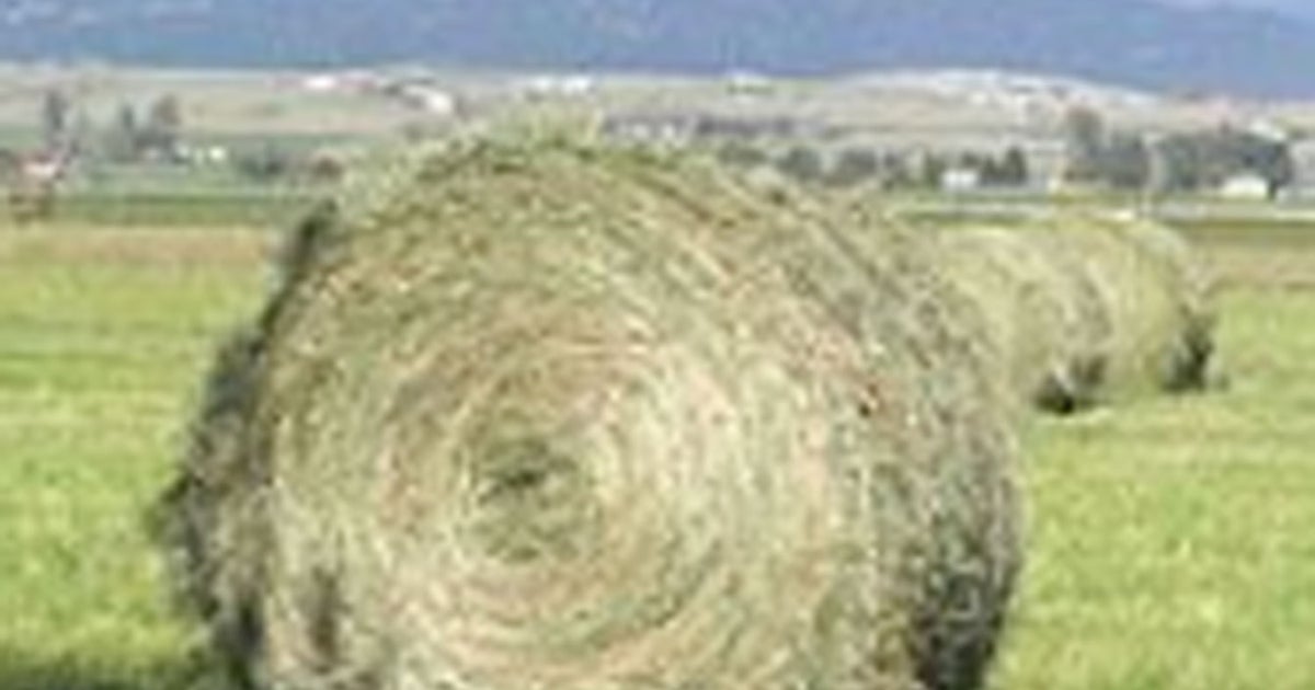 Hay, hay, goodbye: 200 bales stolen from barn - CBS News