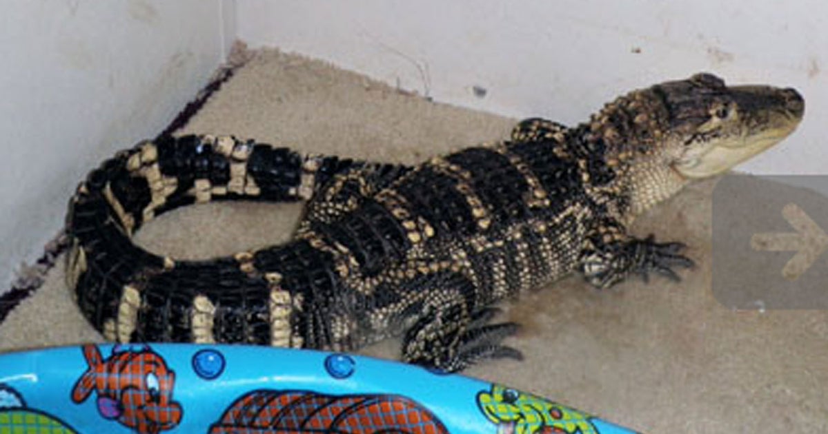 Alligator seized during drug raid, say Md. cops - CBS News