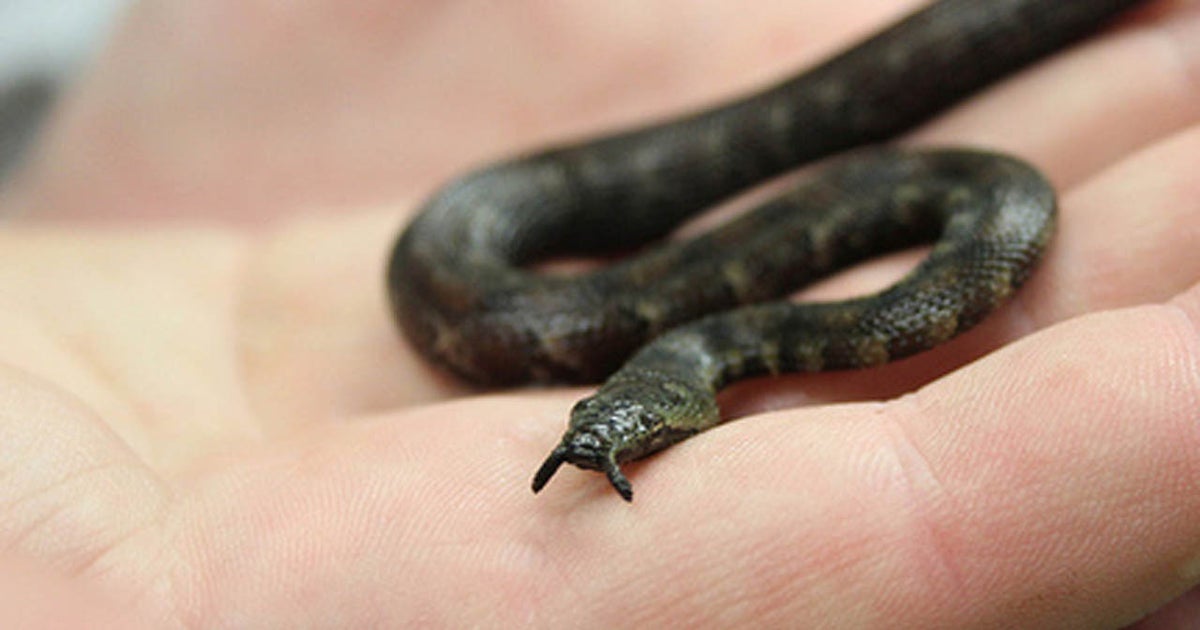 Bizarre tentacled snakes born at National Zoo - CBS News