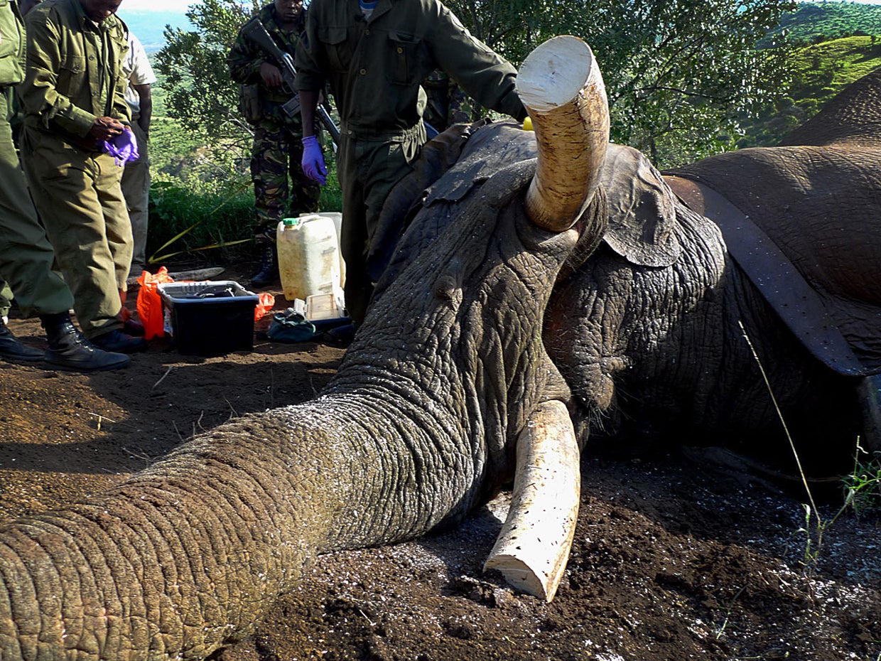 Blood & ivory: Elephant poaching in Kenya