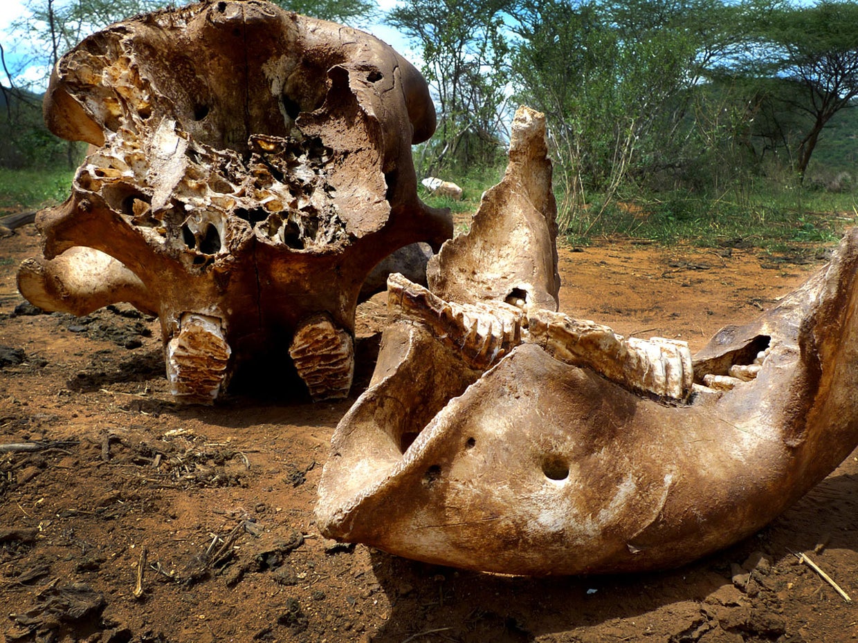 Blood & ivory: Elephant poaching in Kenya