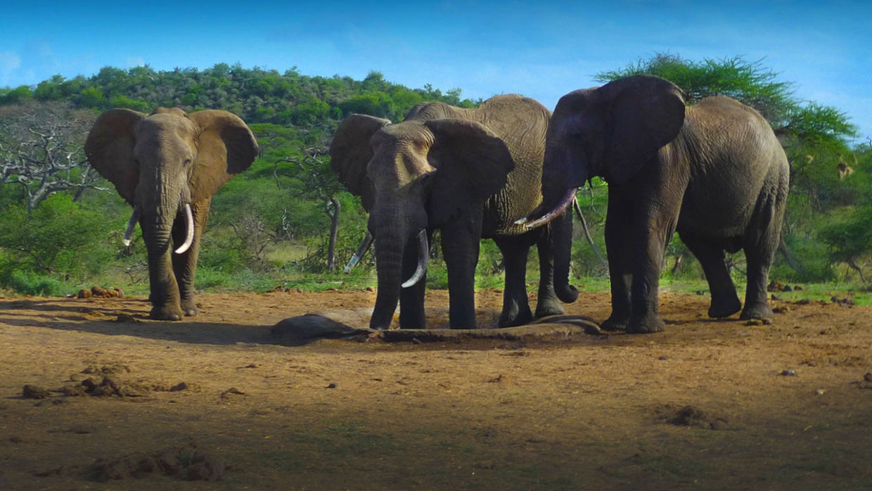 African elephants are evolving to without tusks because of poaching for ...