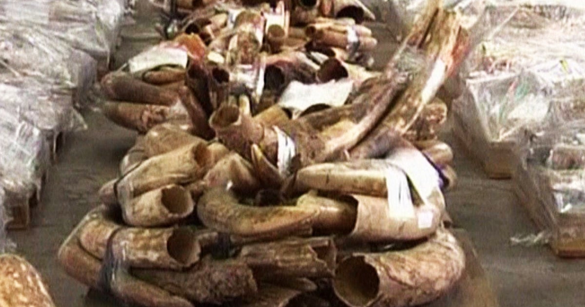Wealthy Chinese drive illegal ivory trade boom - CBS News