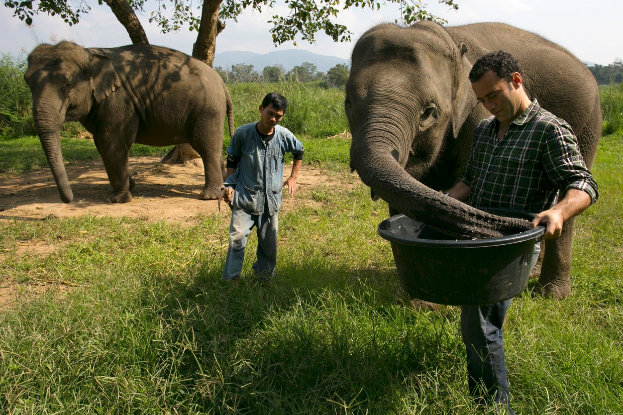 Pricey elephant poop coffee
