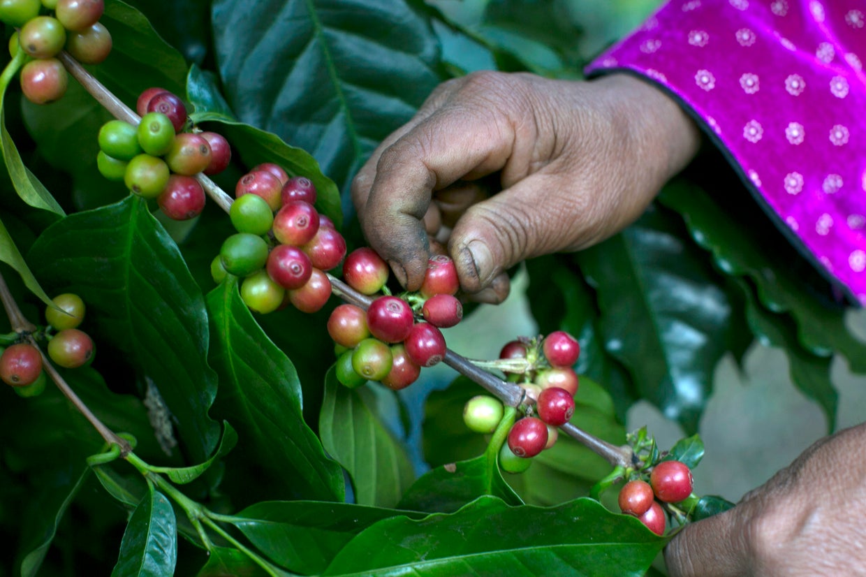 Pricey elephant poop coffee