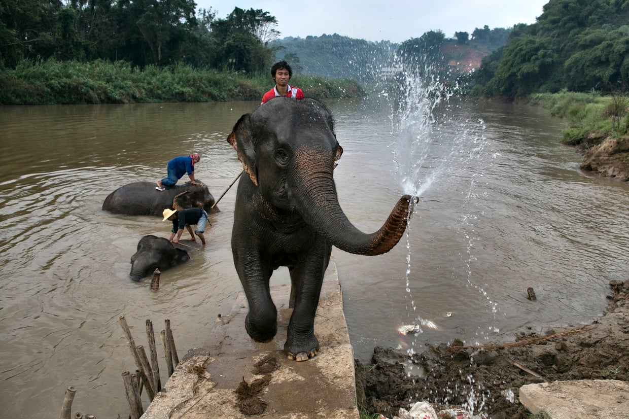 Pricey elephant poop coffee