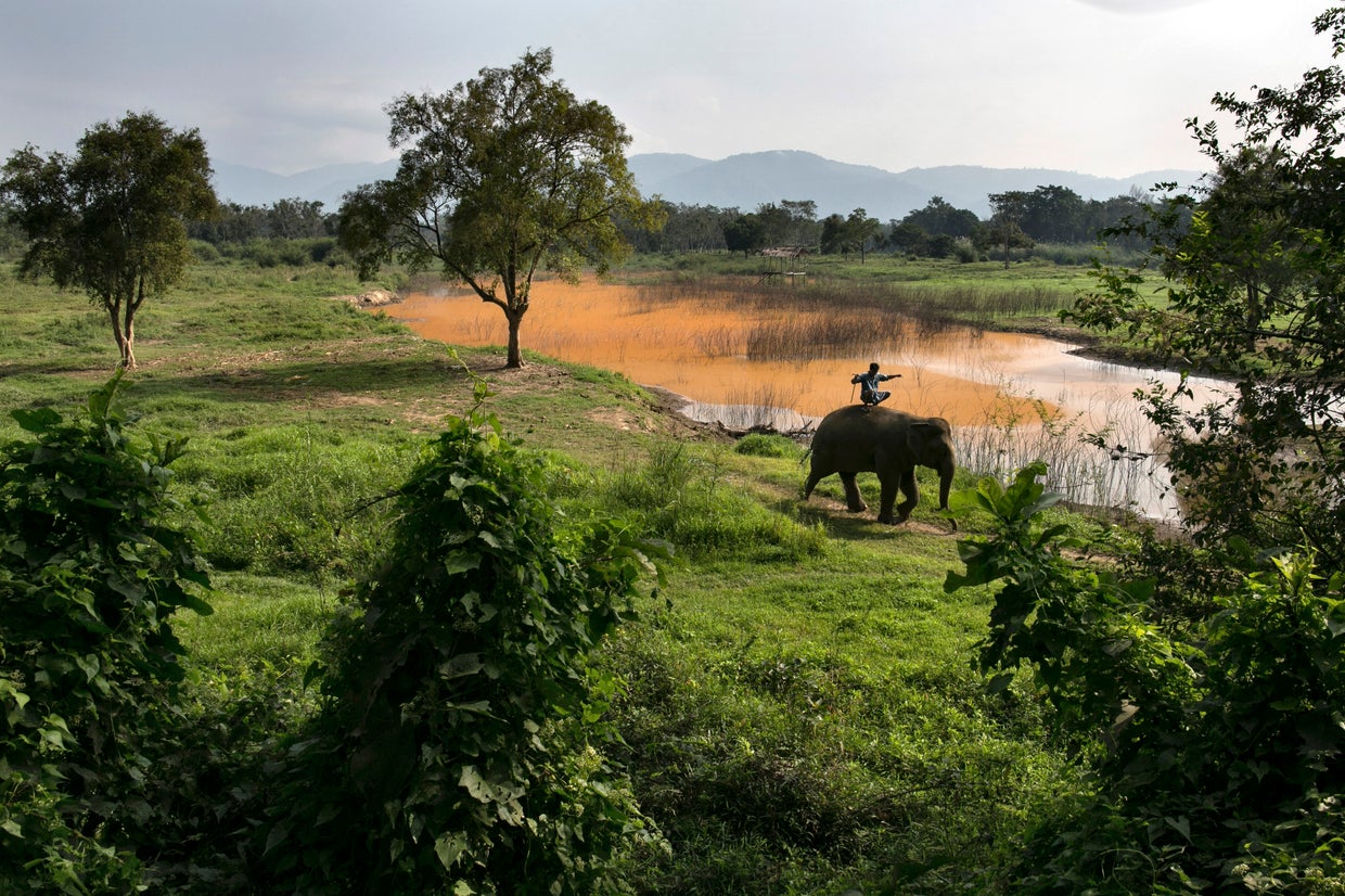 Pricey elephant poop coffee