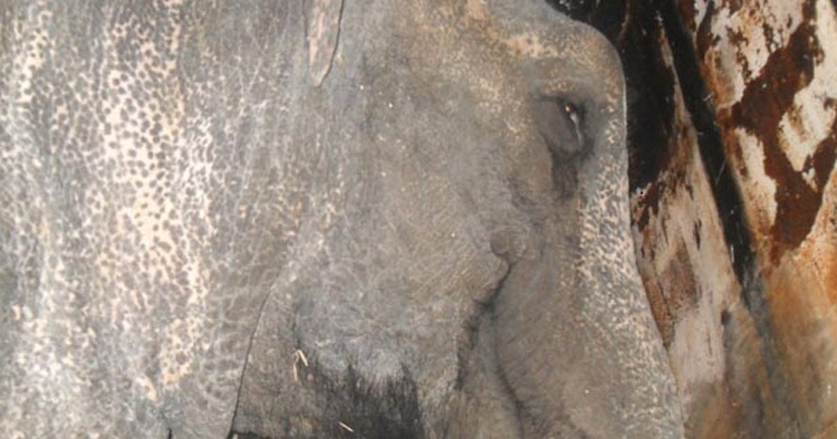 Elephants saved from Siberian cold with vodka, Russian circus trainers ...