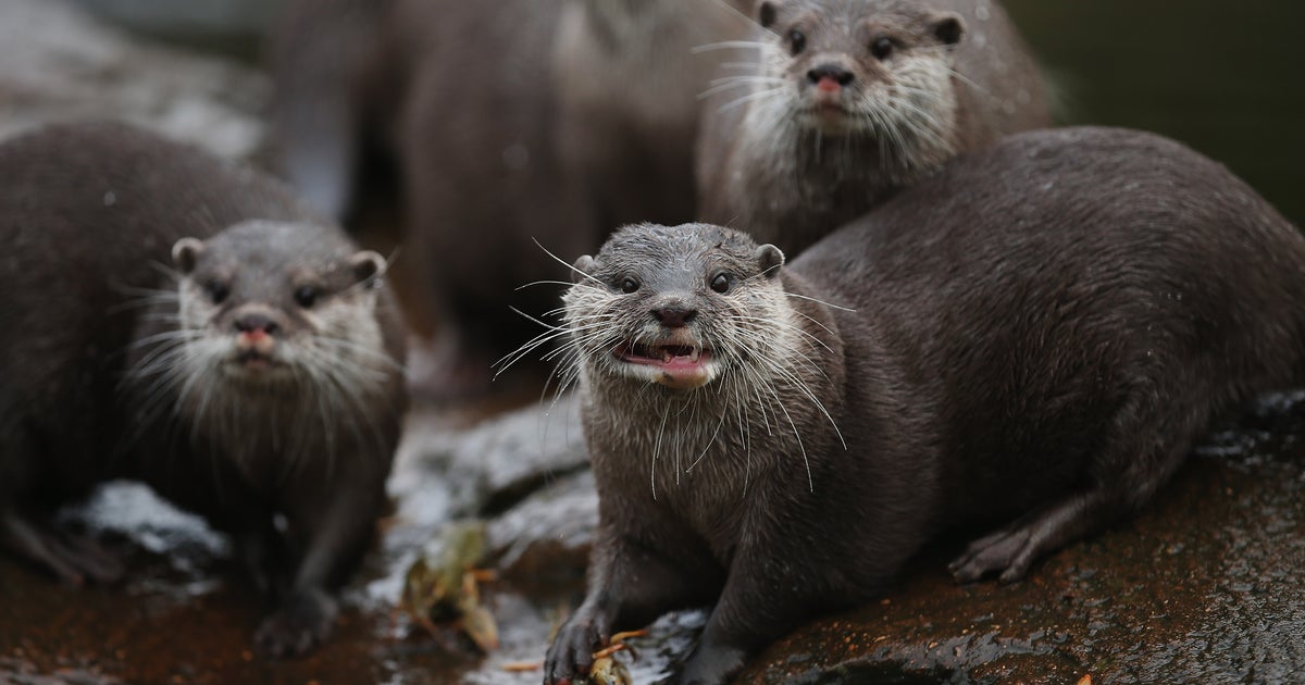 Penis bones are shrinking in otters, scientists say - CBS News